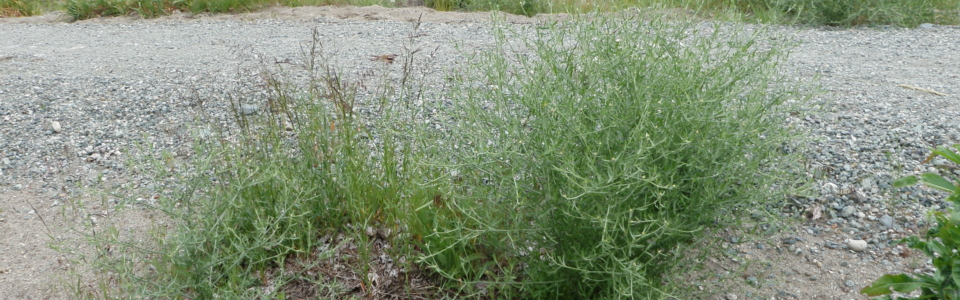 I Spy in the Sea to Sky… – SSISC