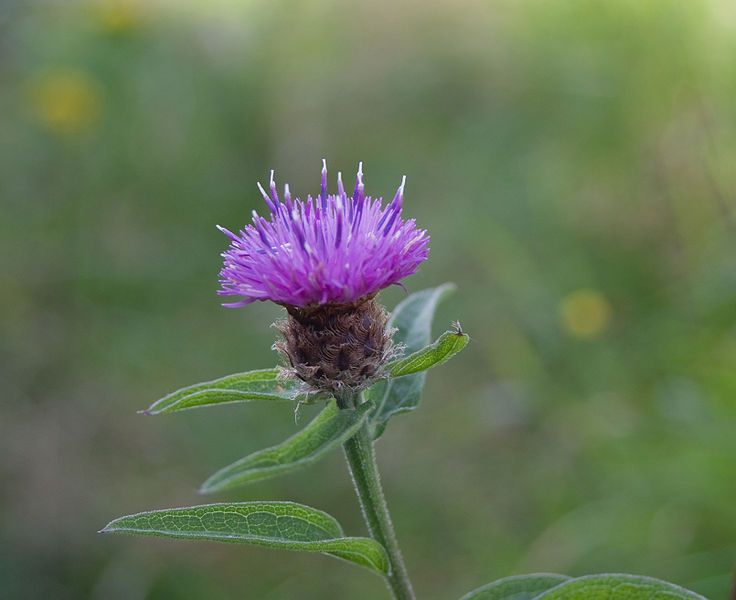 Spotted Knapweed – SSISC