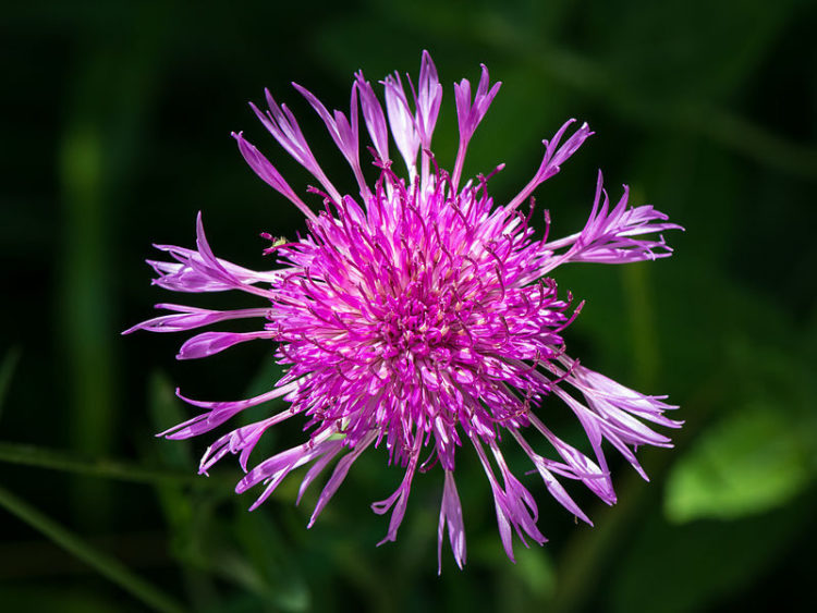 Spotted Knapweed – SSISC