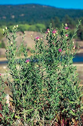 Spotted Knapweed – SSISC