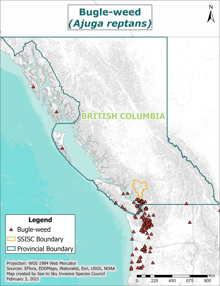 Bugle Weed – SSISC